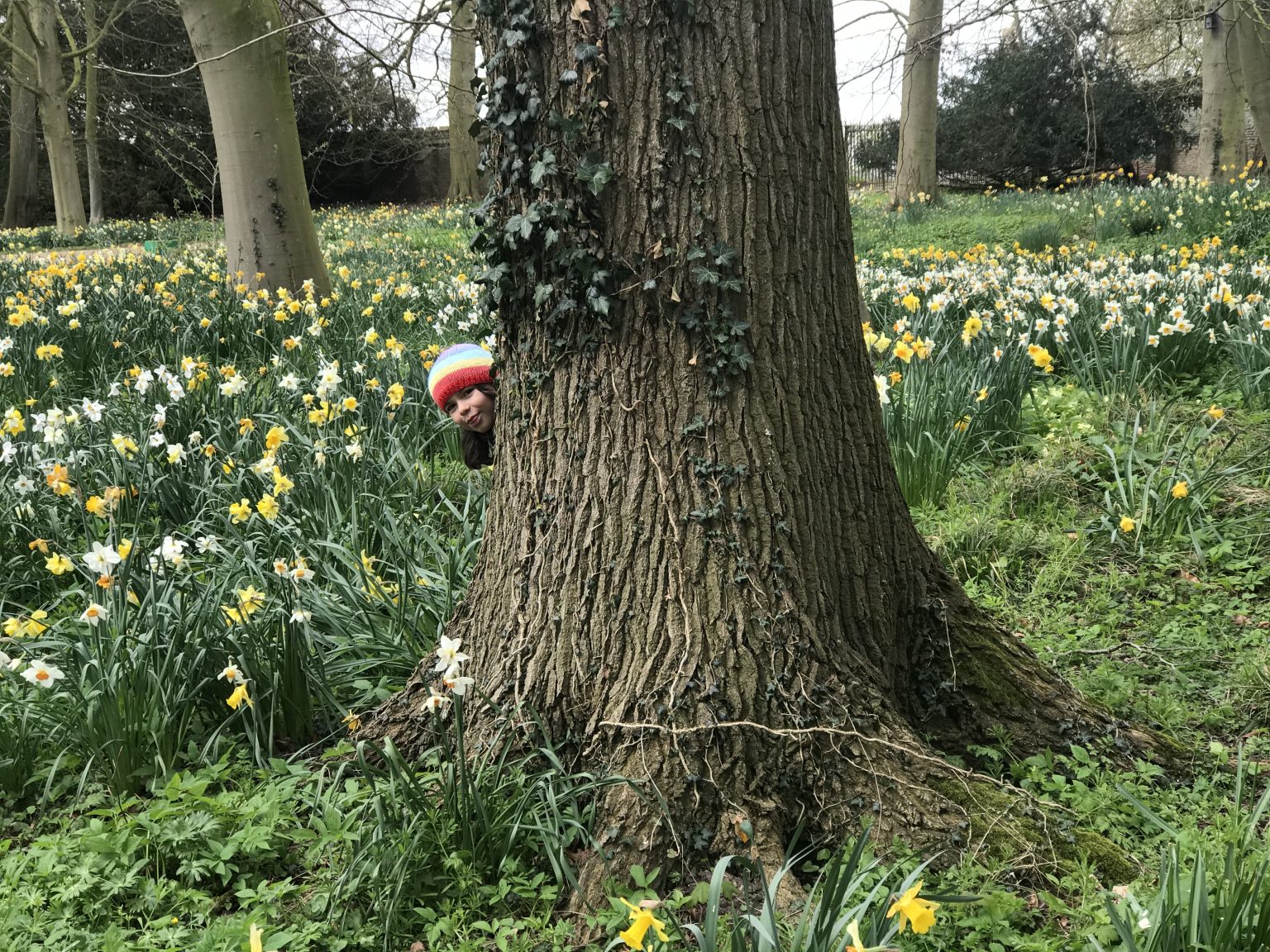 Credits - Robert Howes